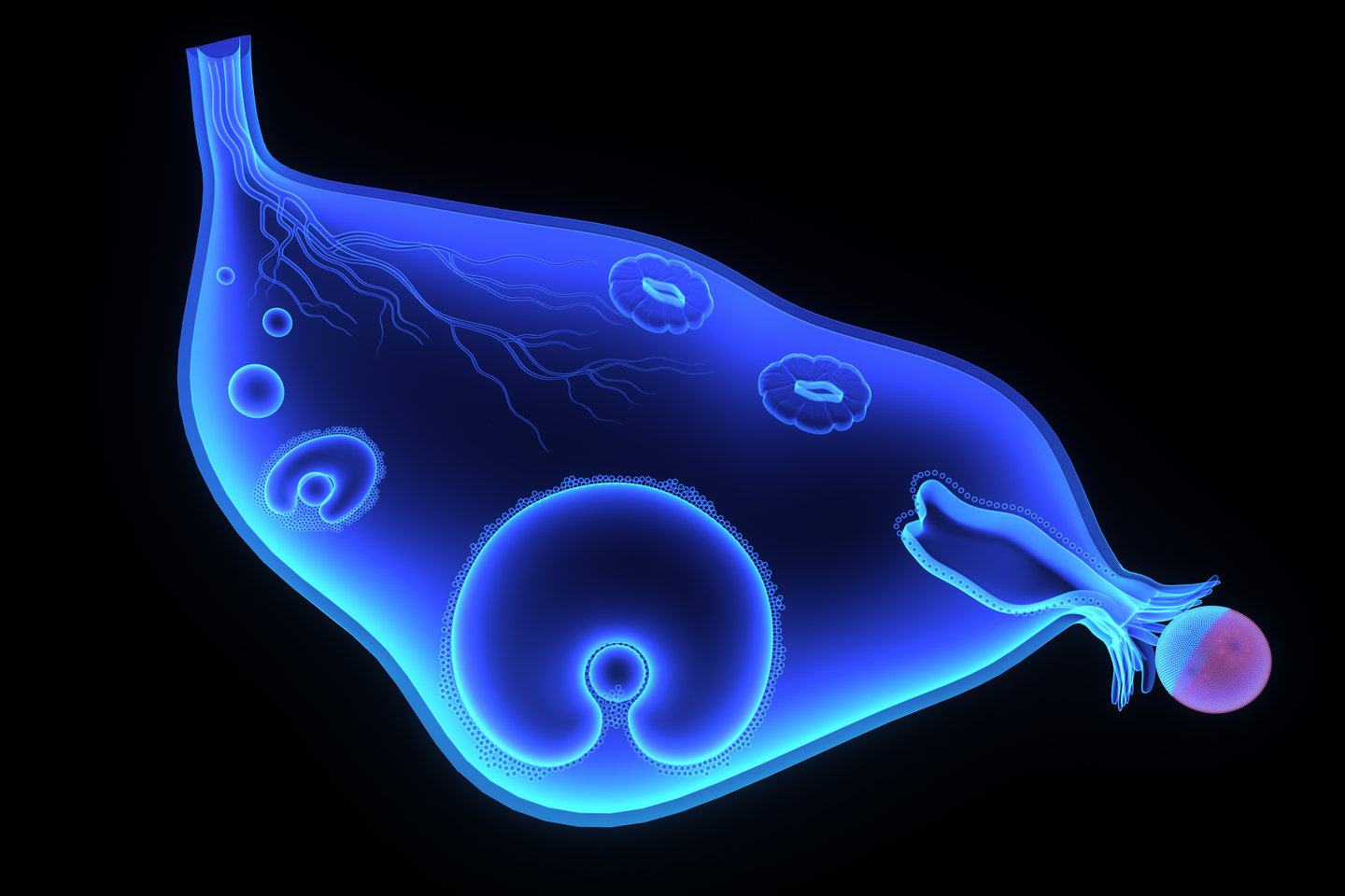 8 σημαντικές πληροφορίες για τα ωάρια σας | emBIO Κέντρο Γονιμότητας